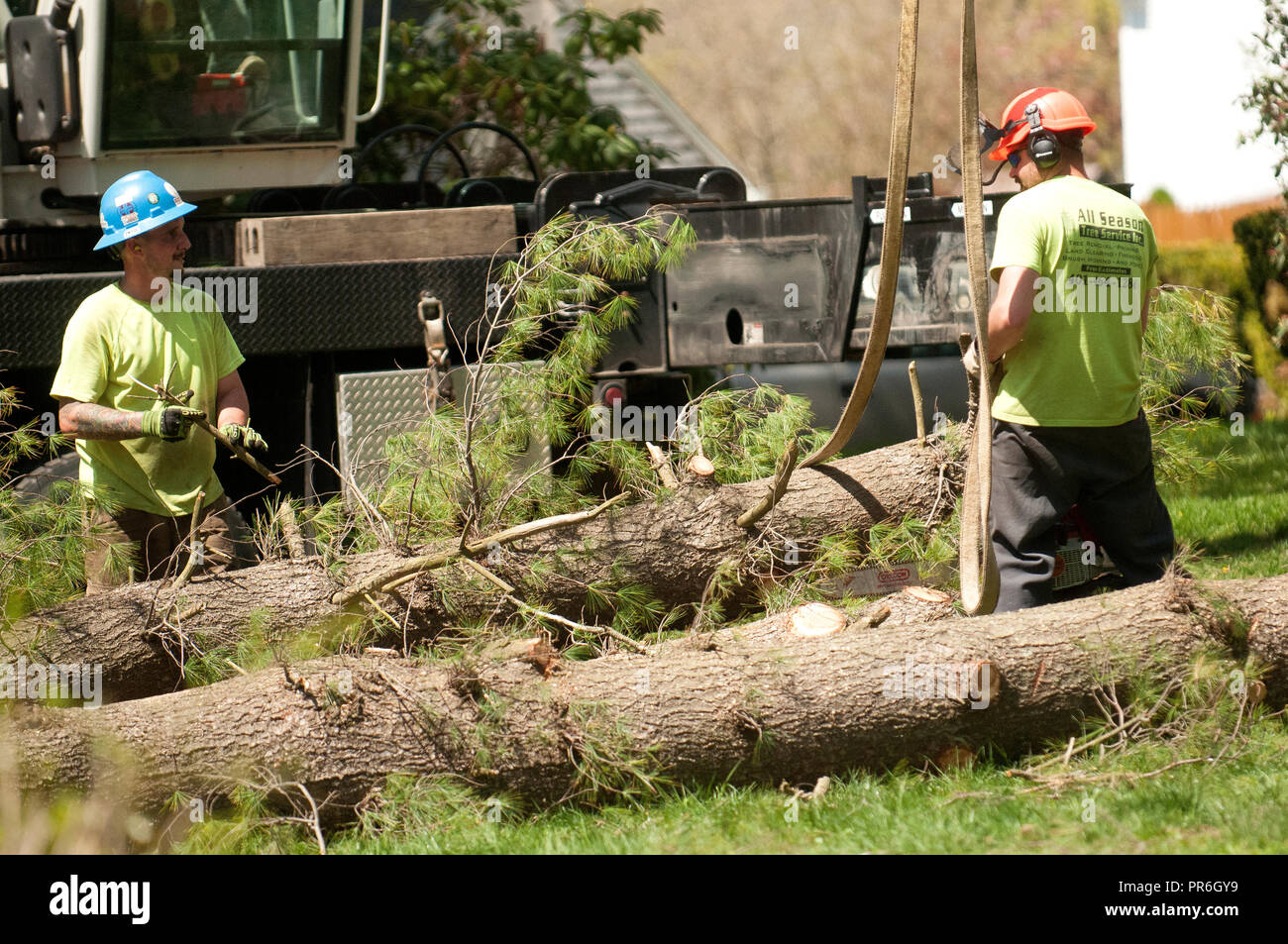 Tree service MEN REMOVING LARGE TREE Stock Photo - Alamy