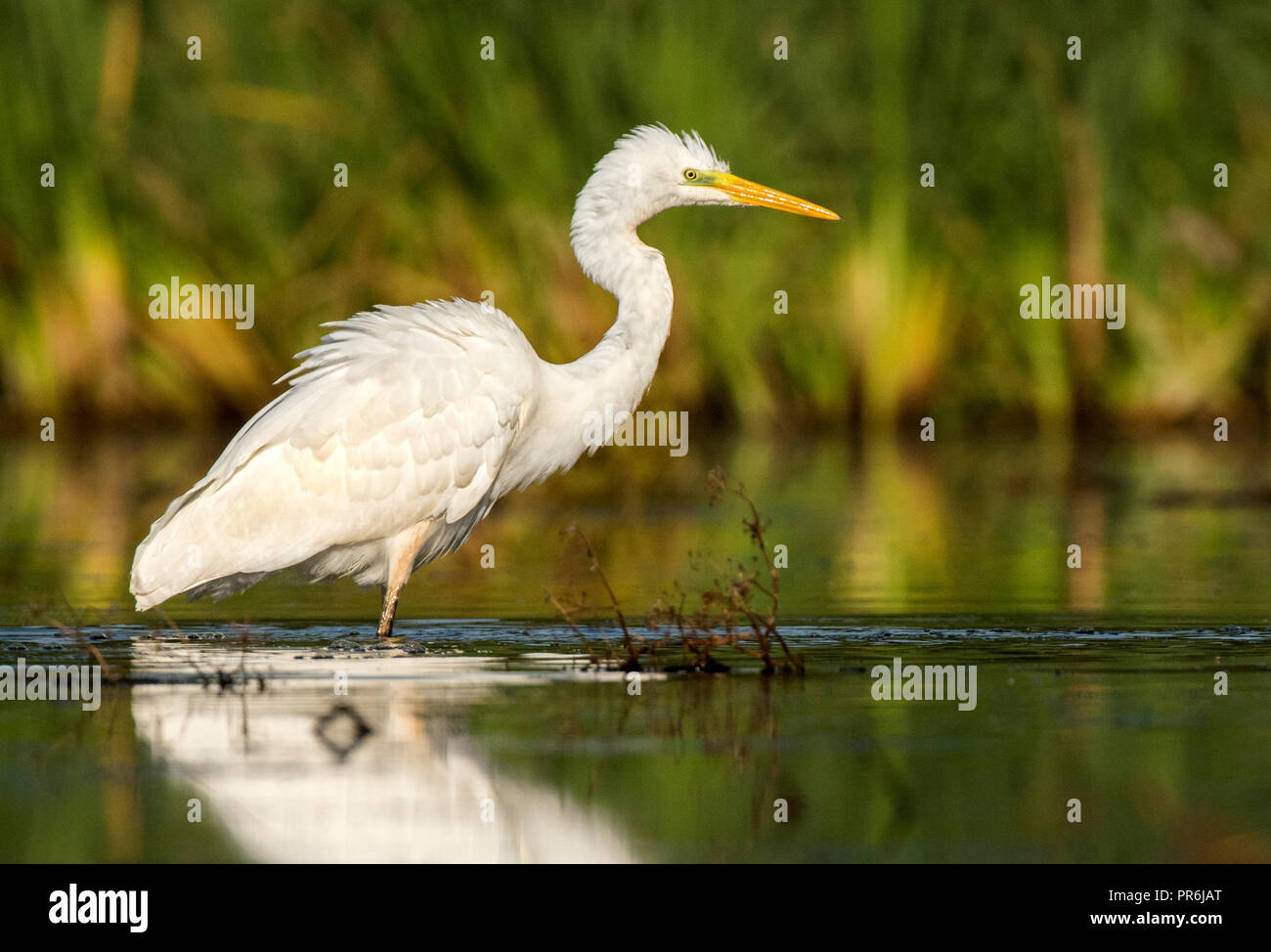 Great white egret (Egretta alba Stock Photo - Alamy