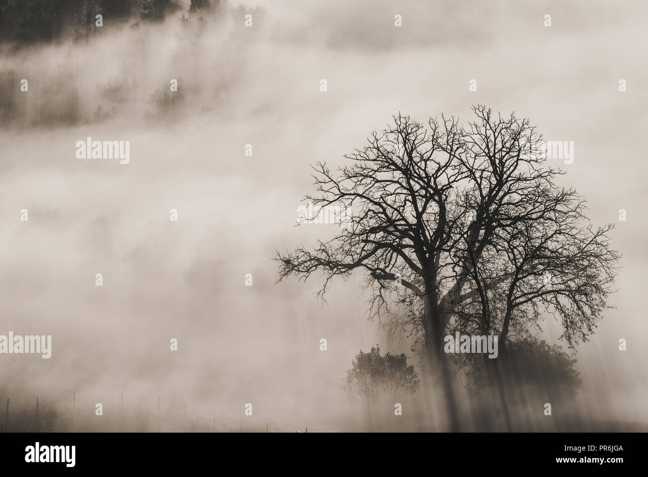 Single tree in the fog Stock Photo - Alamy