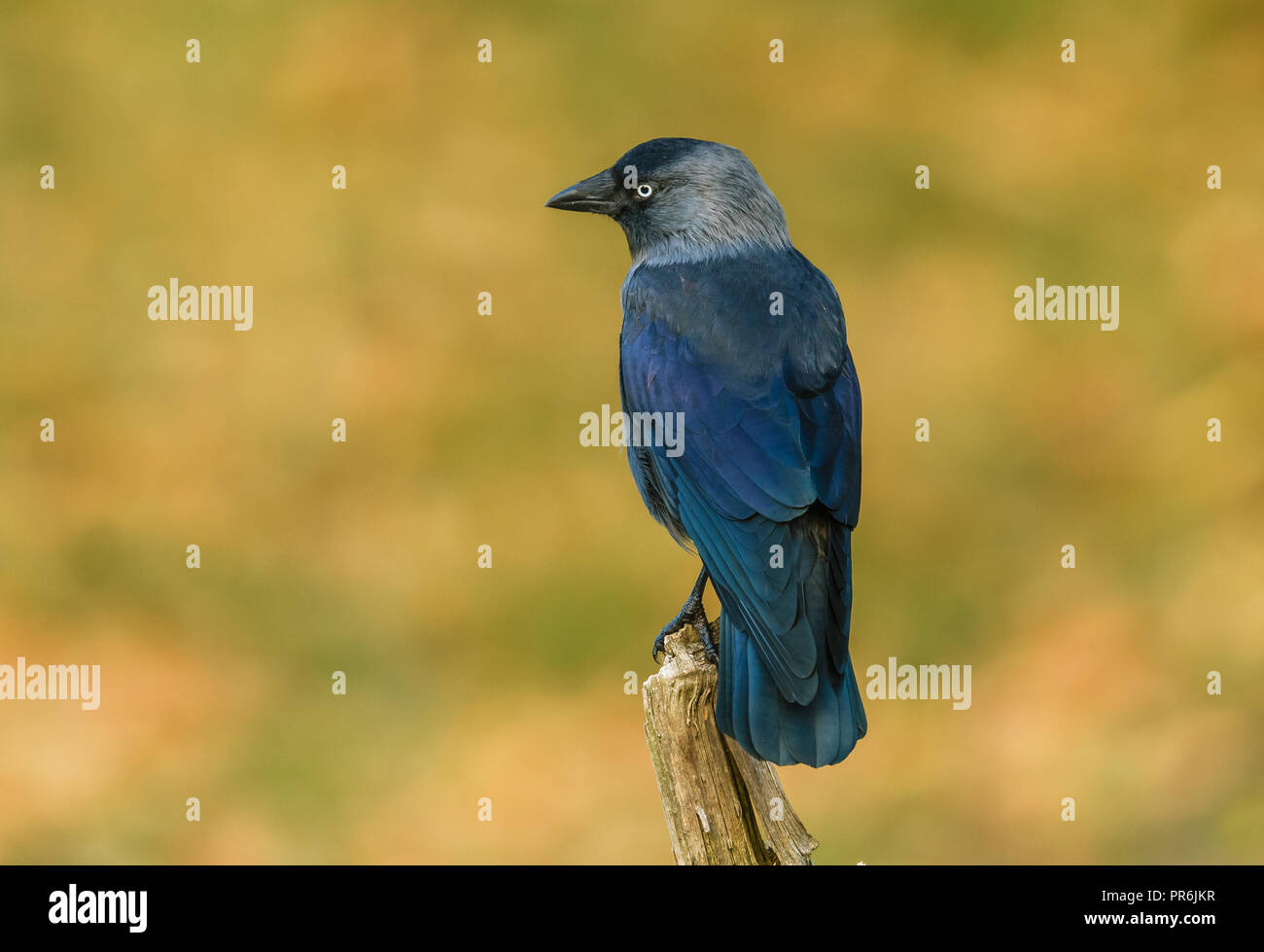 Nape are glossy black plumage hi-res stock photography and images - Alamy