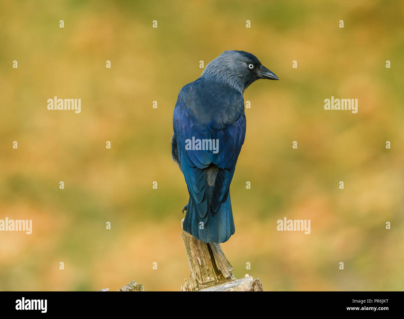 European jackdaw hi-res stock photography and images - Alamy