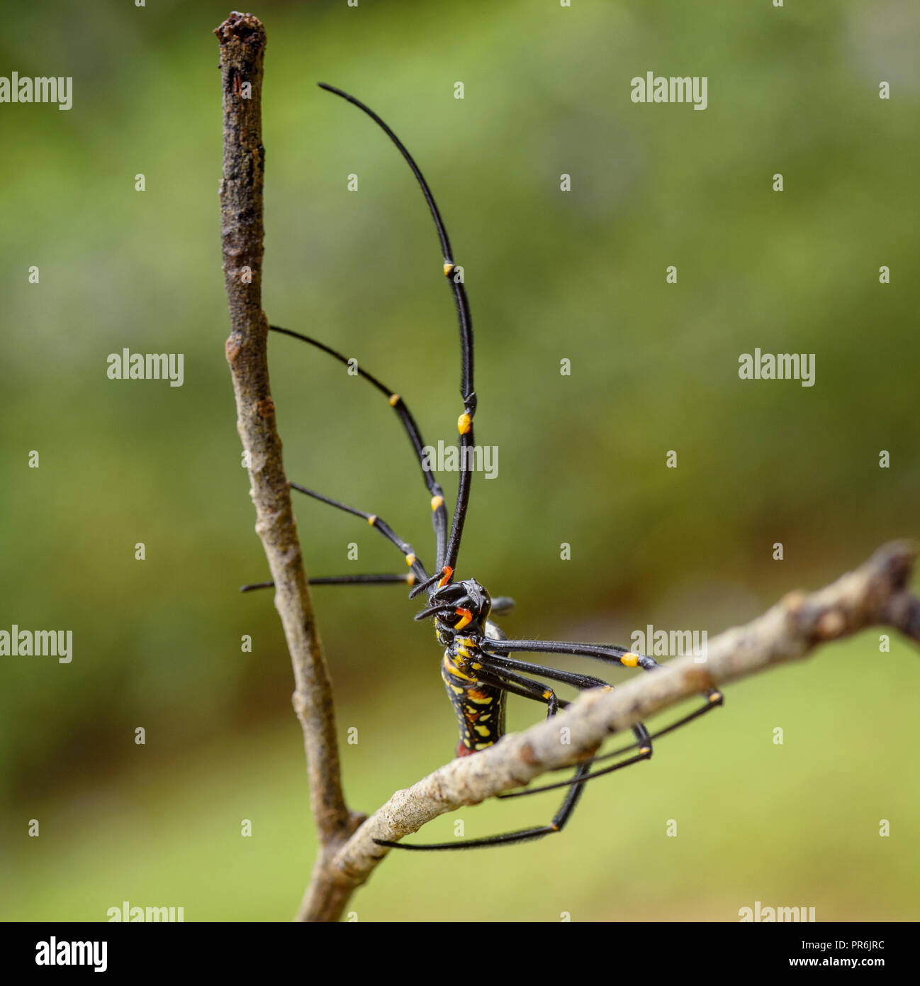 Giant Woodspider - Nephila pilipes, large colorful spider from ...