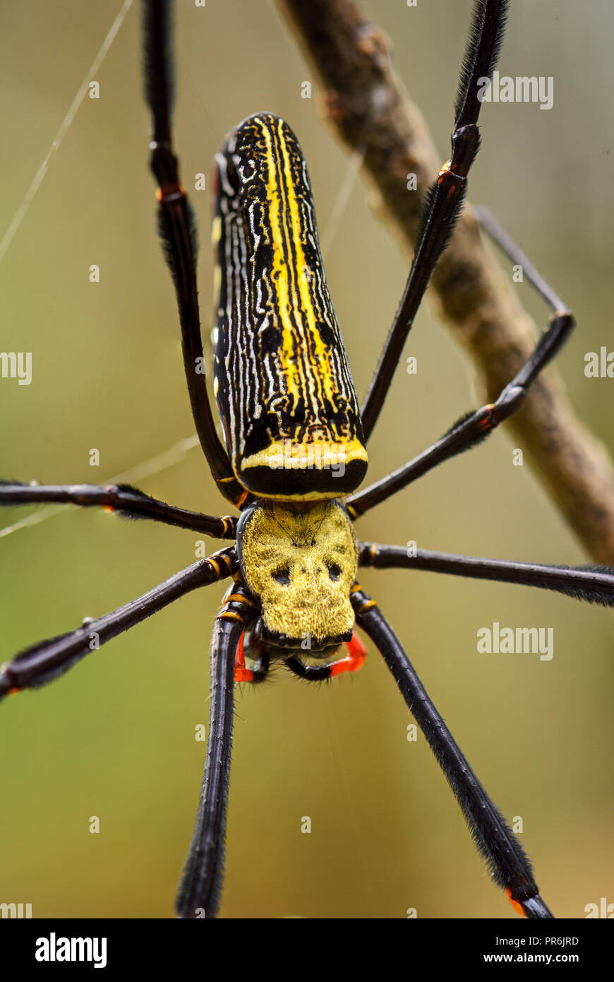 Spiders asia thailand hi-res stock photography and images - Alamy