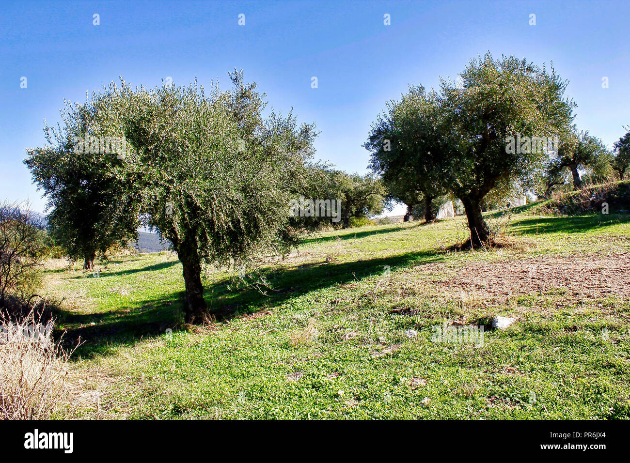 Olive grove in Kalamata, Peloponnese, southwestern Greece Stock Photo ...