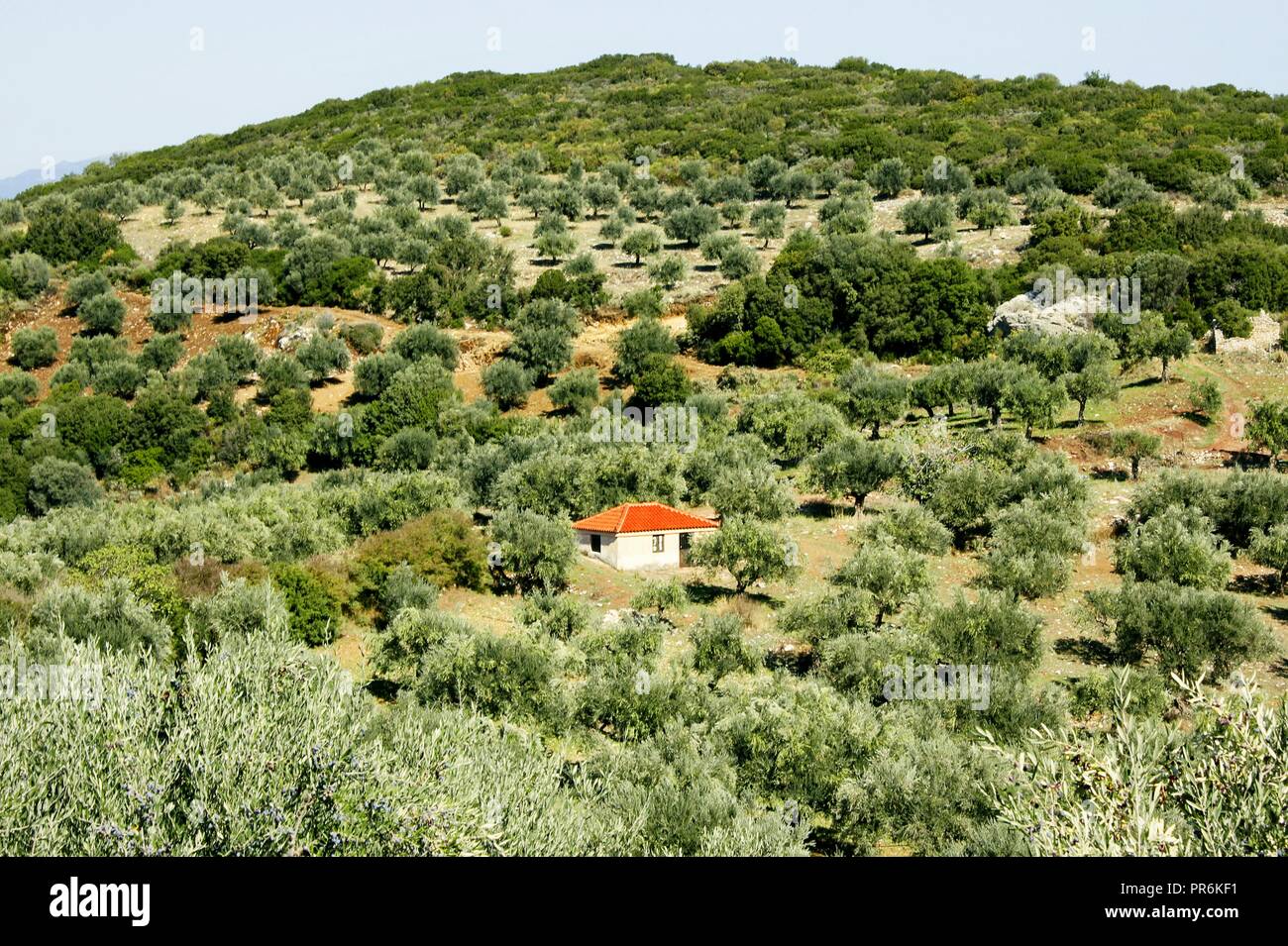 Olive grove in Kalamata, Peloponnese, southwestern Greece Stock Photo ...