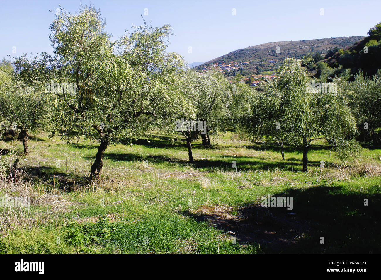 Olive grove in Kalamata, Peloponnese, southwestern Greece Stock Photo ...