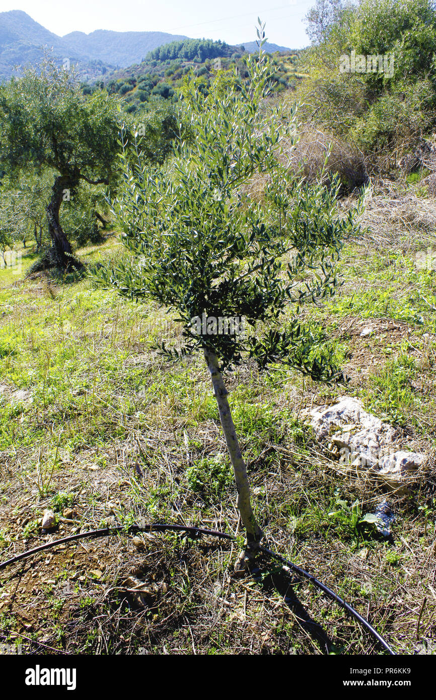 Small olive trees growing, olive grove in Kalamata, Peloponnese ...