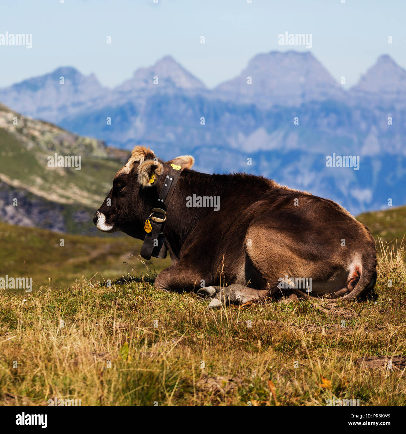 Grassing hi-res stock photography and images - Alamy