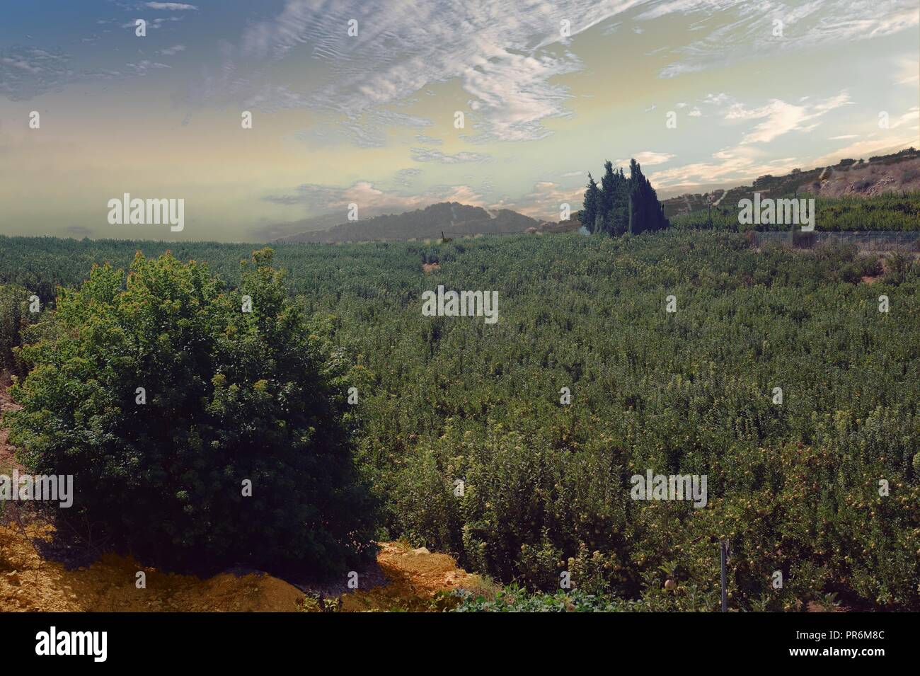 beauty of the nature, North Israel Stock Photo - Alamy