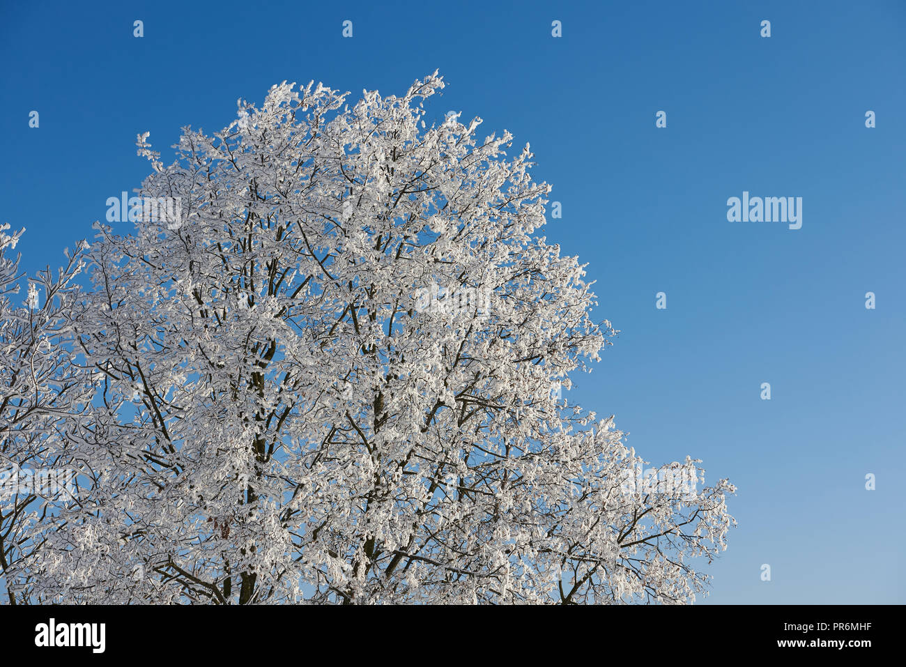 Close up of frozen tree on blue clean sky background. White tree ...