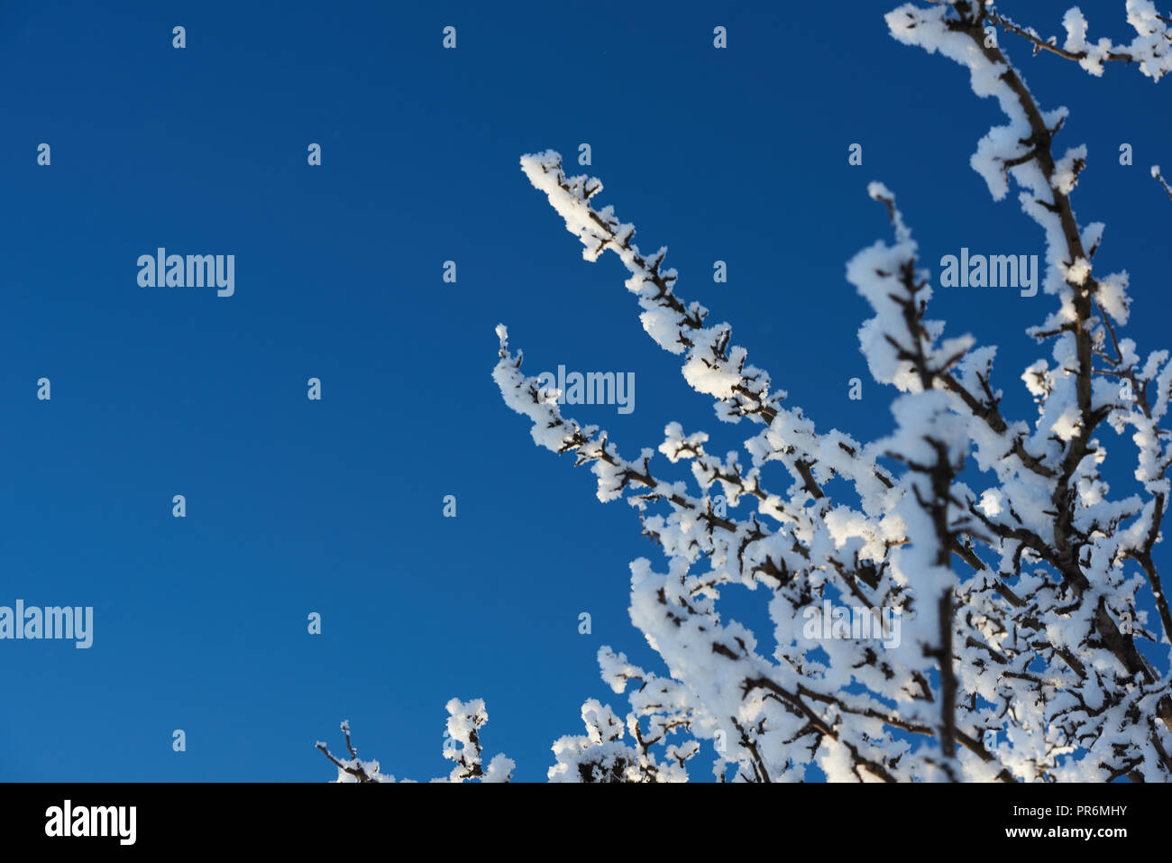 Blue winter sky background. Frozen tree branch close up Stock Photo - Alamy