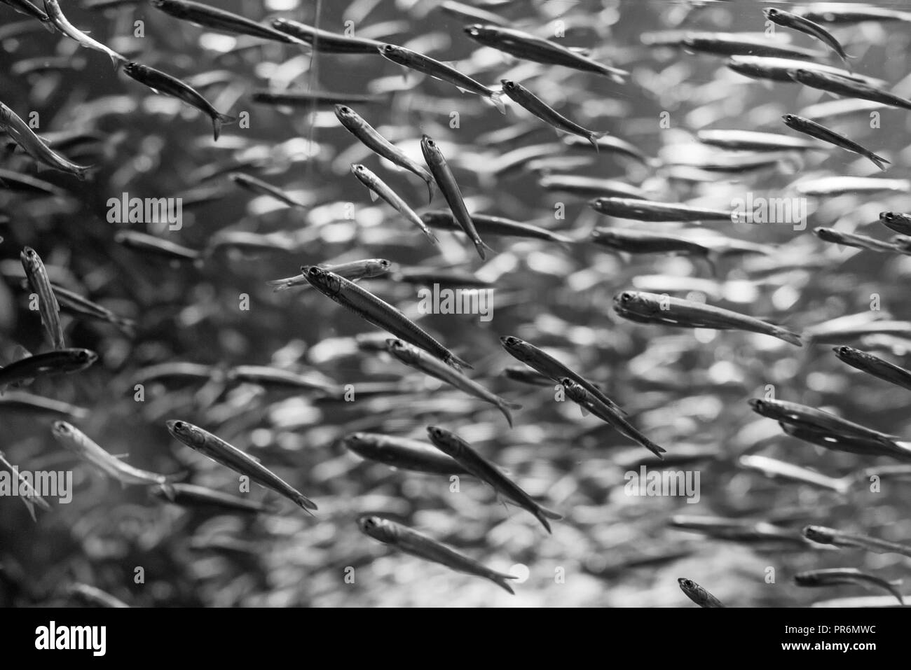 Shoal of sardine swimming inside a tank in an aquarium in Osaka, Japan ...