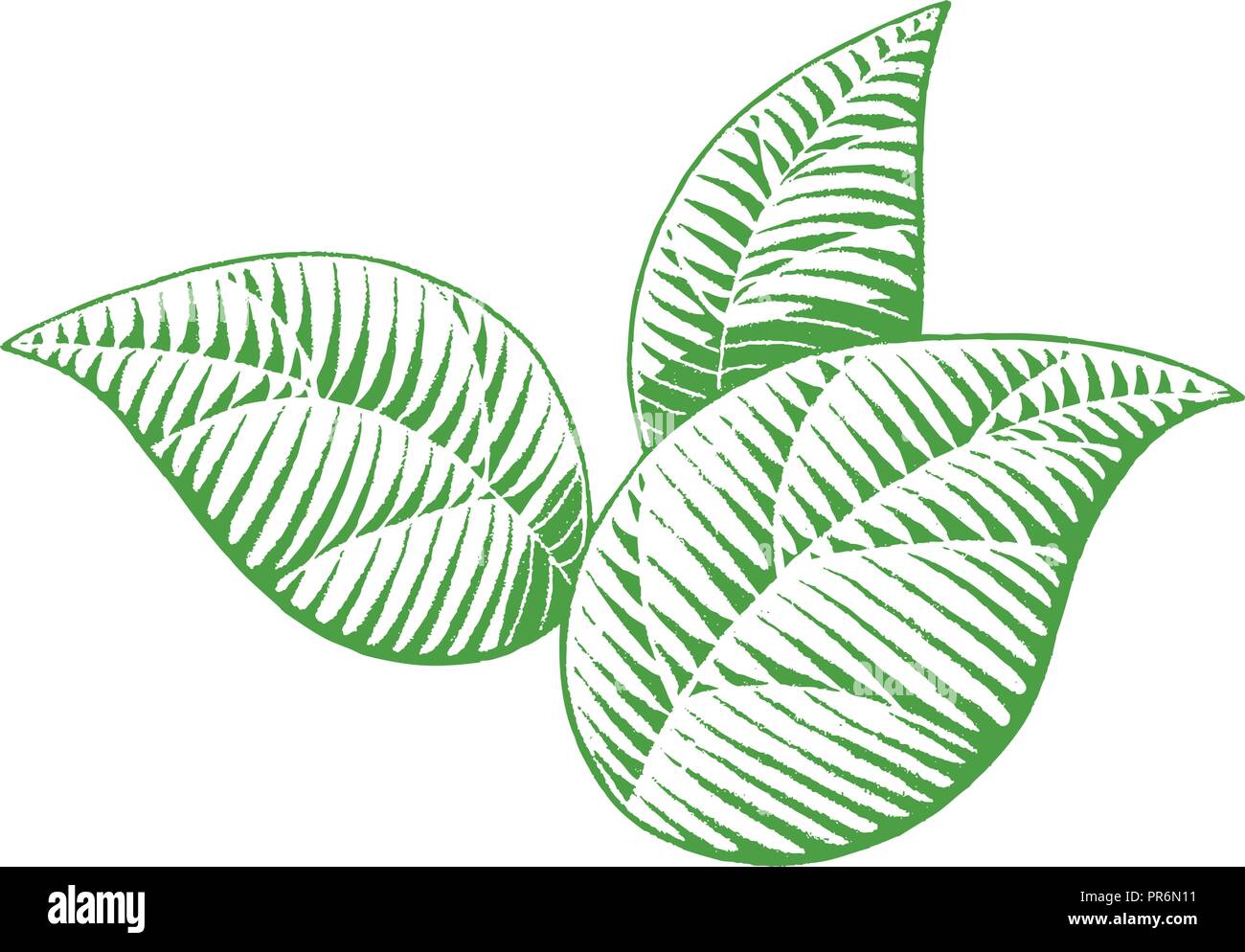 Illustration of Green Vectorized Ink Sketch of Leaves isolated on a ...