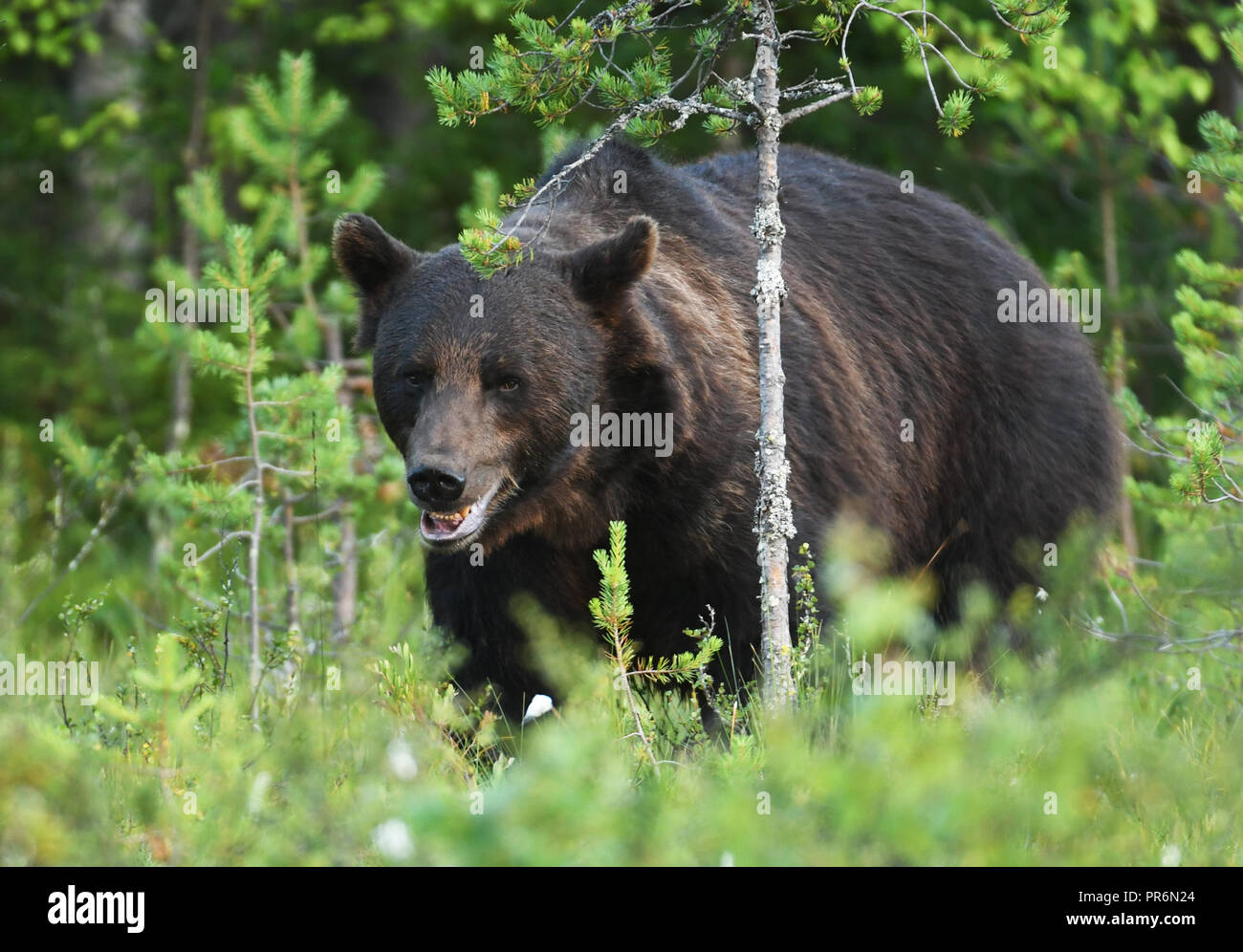 Female brown bear sweden hi-res stock photography and images - Alamy