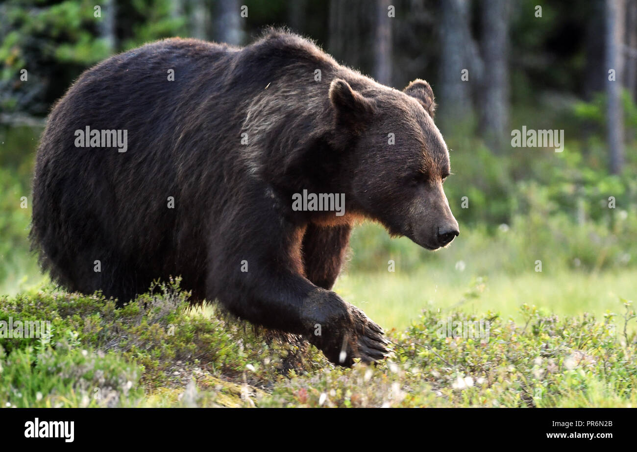 Female brown bear sweden hi-res stock photography and images - Alamy