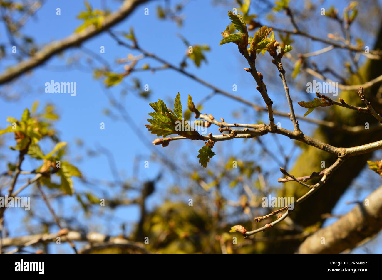 oak tree in spring Stock Photo - Alamy