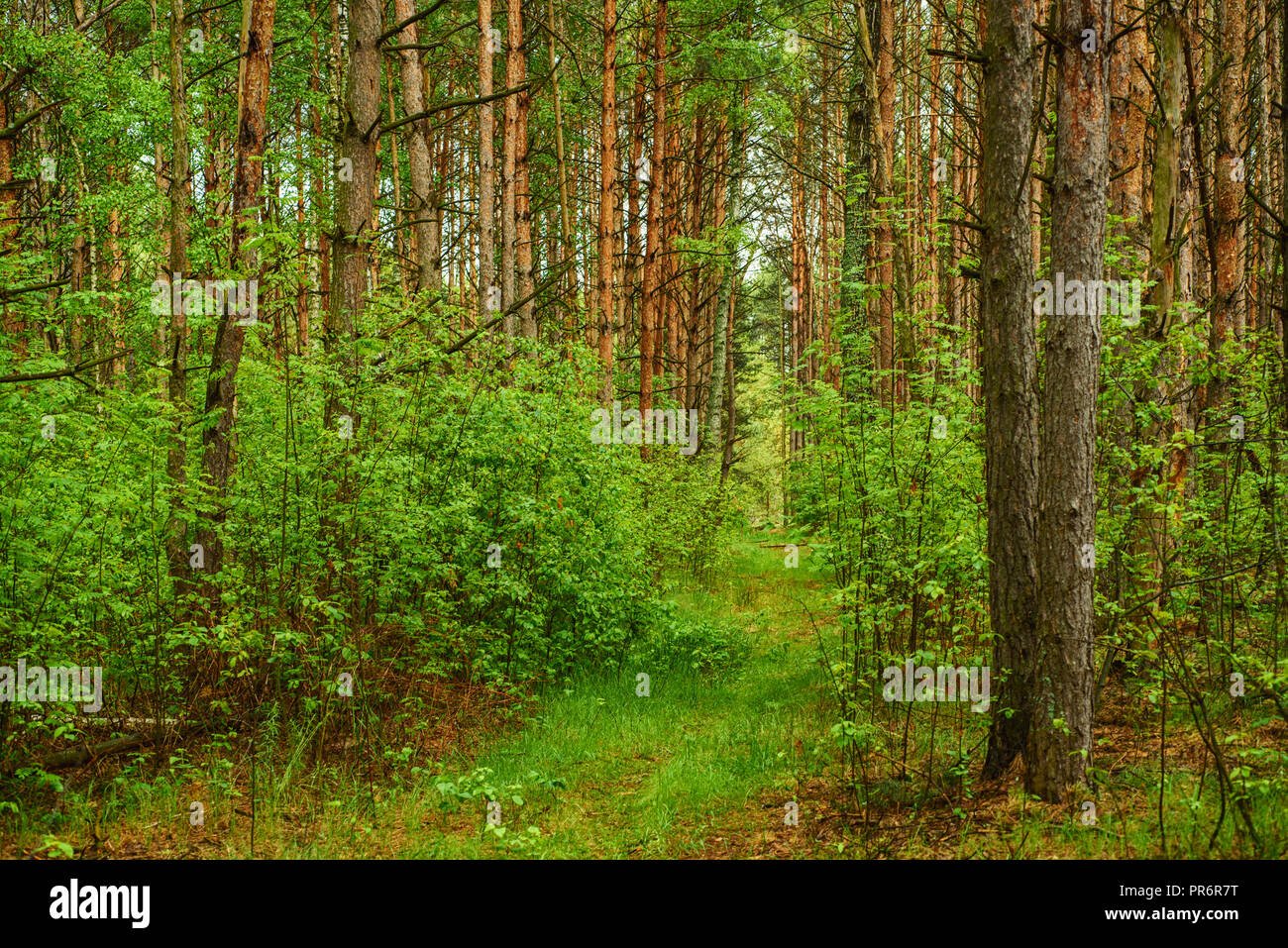 Summer green forest Stock Photo - Alamy