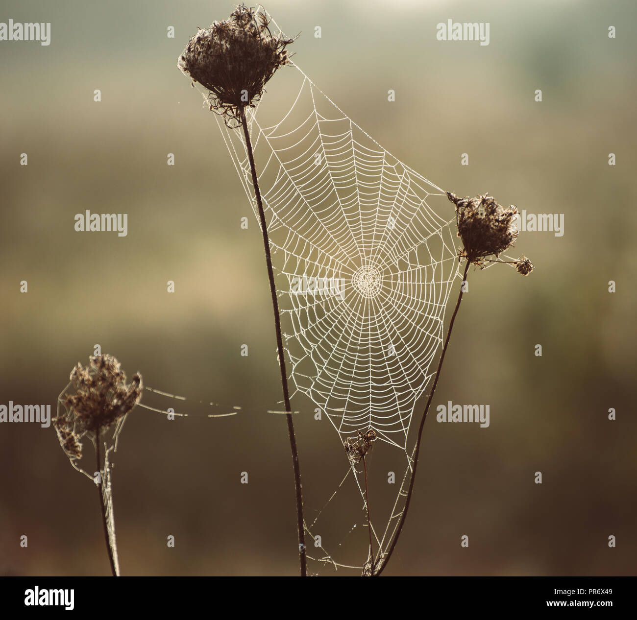 Autumn dry plant Stock Photo - Alamy