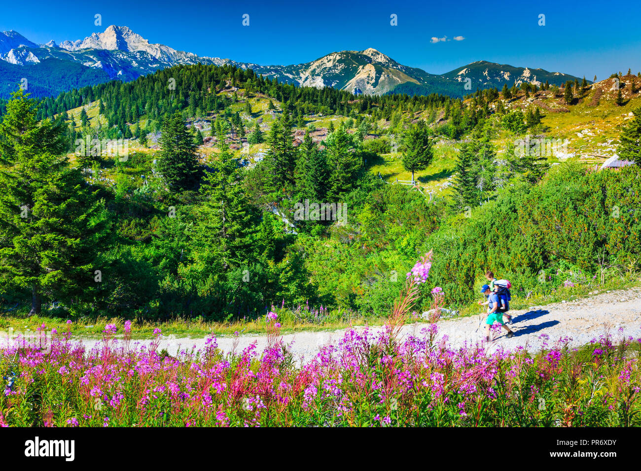 Hiker with flowers hi-res stock photography and images - Alamy