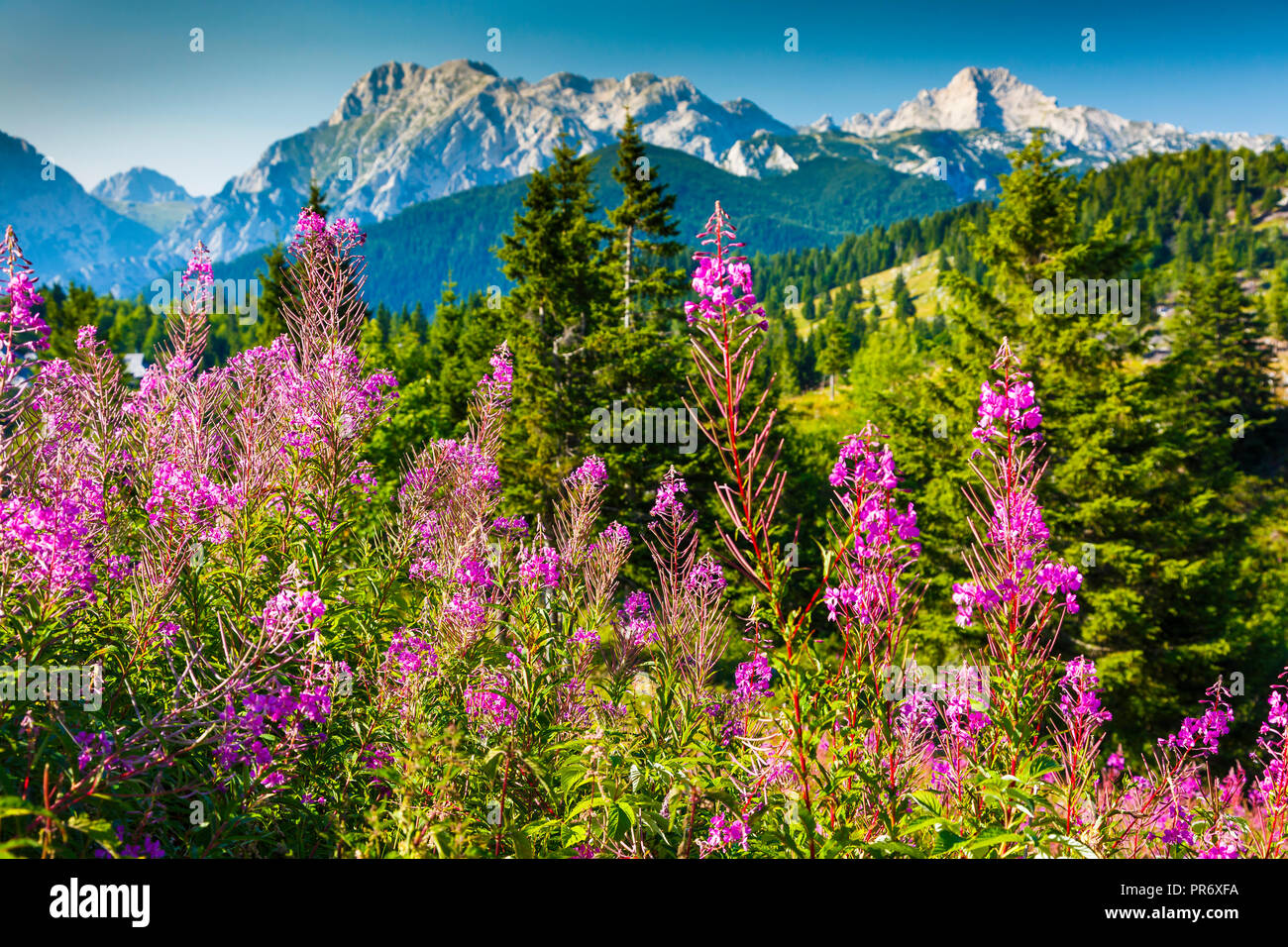 Flowers of julian alps hi-res stock photography and images - Alamy