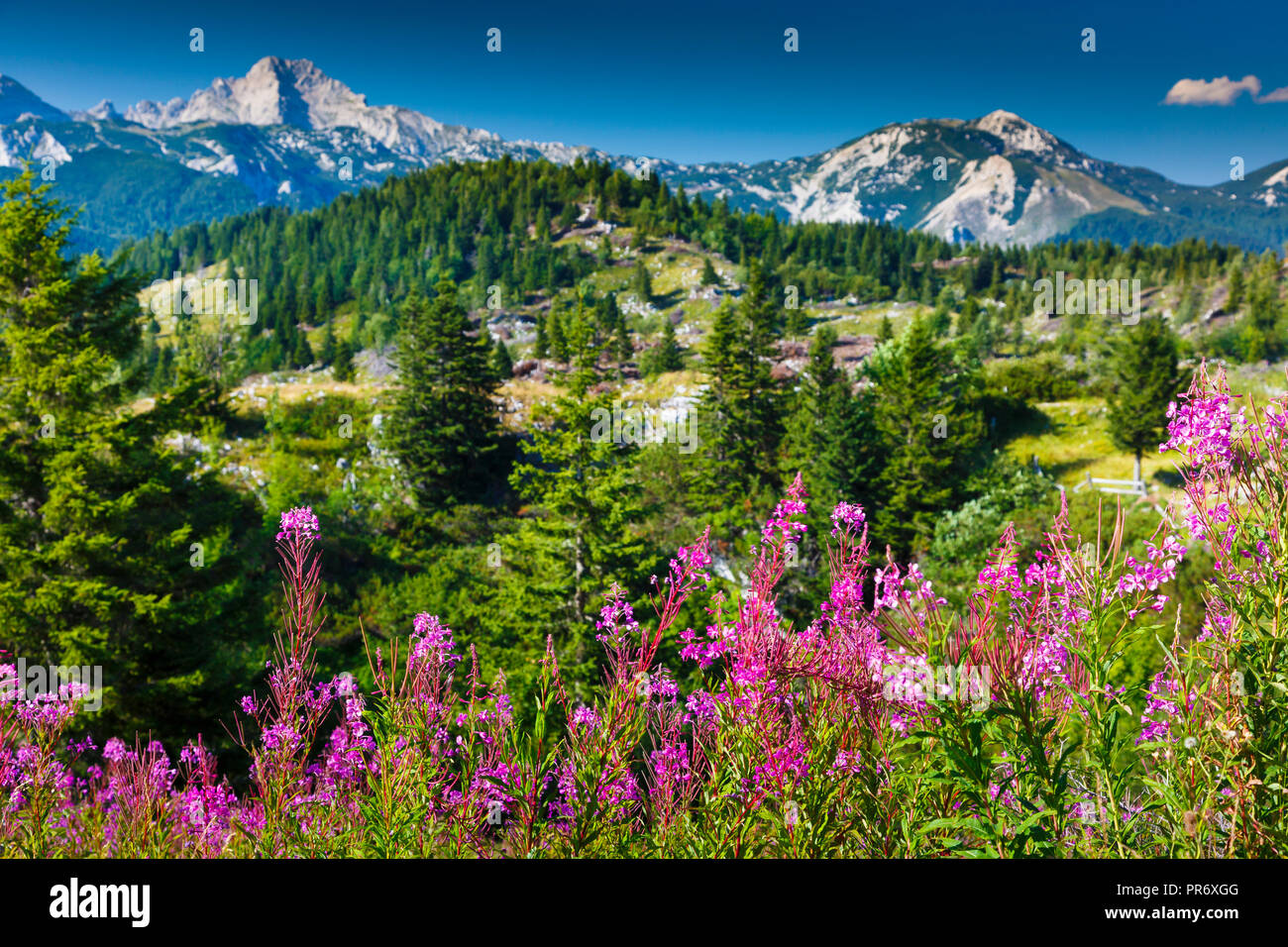Alps flowers hi-res stock photography and images - Alamy