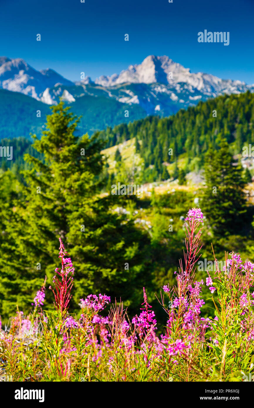 Alps flowers hi-res stock photography and images - Alamy