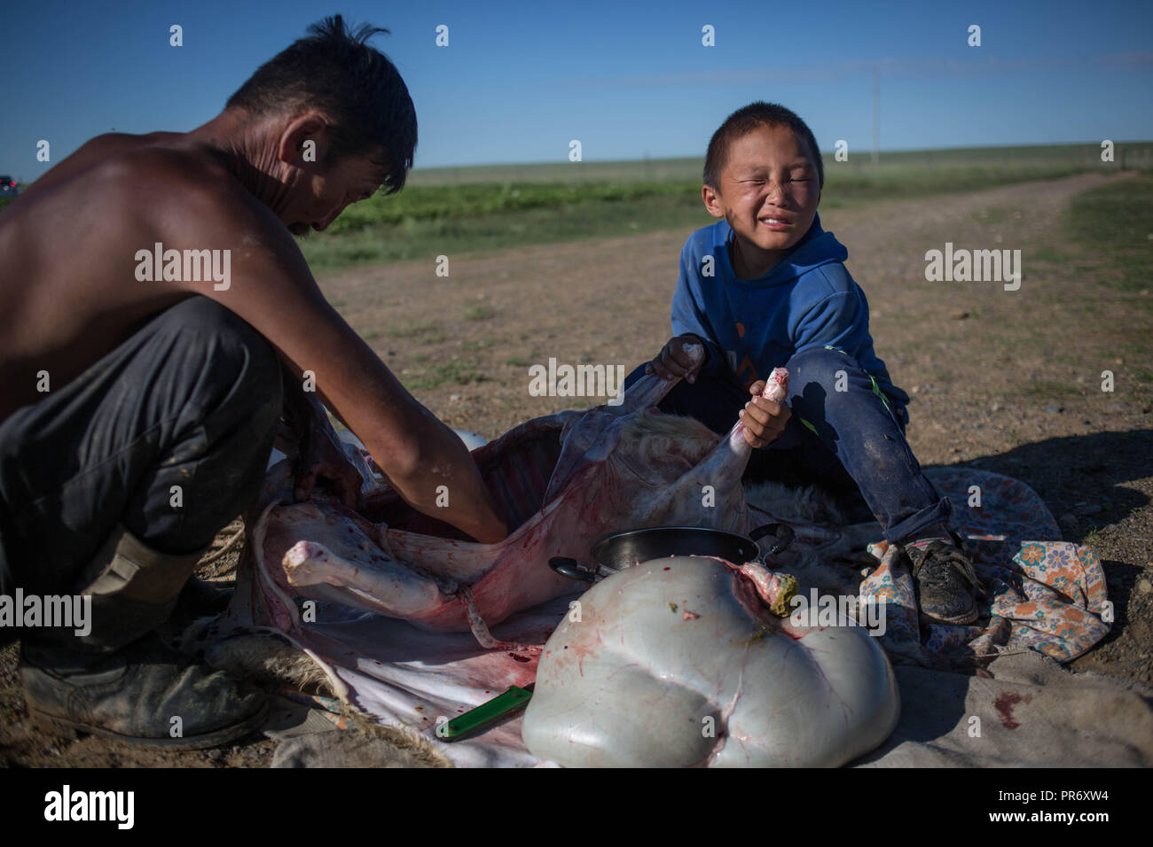 Daily paws hi-res stock photography and images - Alamy
