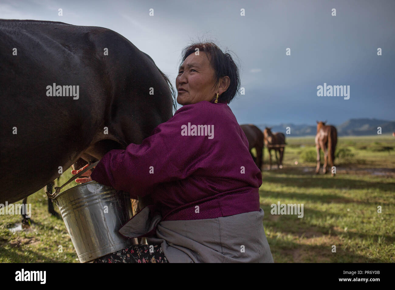 Women milking a cow hi-res stock photography and images - Alamy