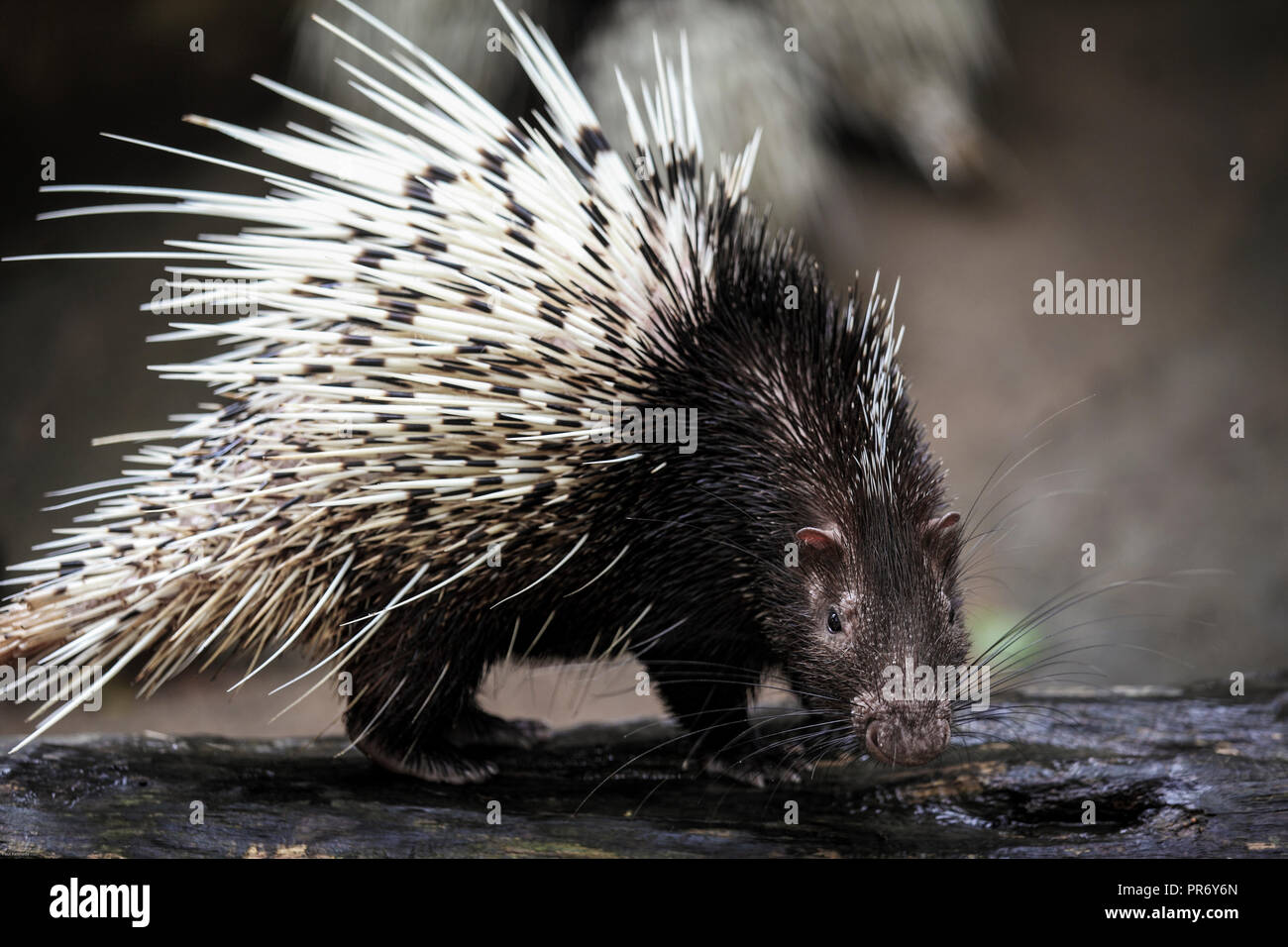 Malayan porcupine or Himalayan porcupine (Hystrix brachyura) with long ...