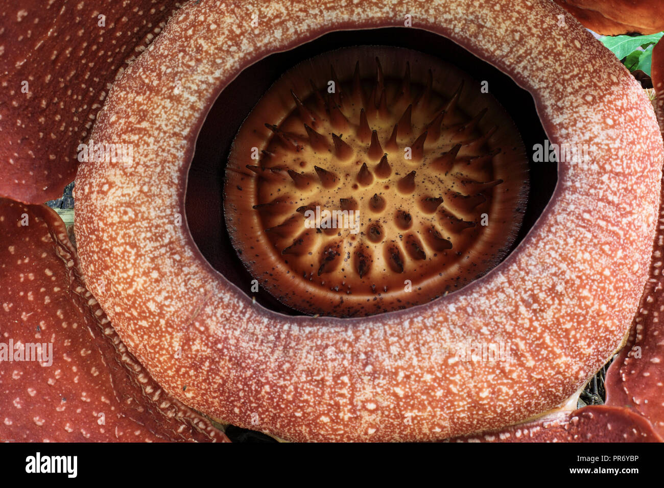 Stinking corpse flower hi-res stock photography and images - Alamy