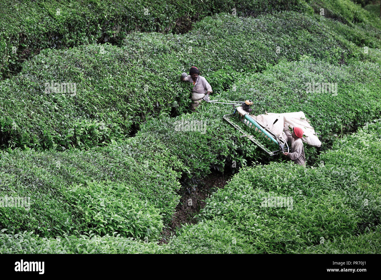 Men harvesting tea leaves with machine on tea plantation in the Cameron Highlands, Malaysia ...