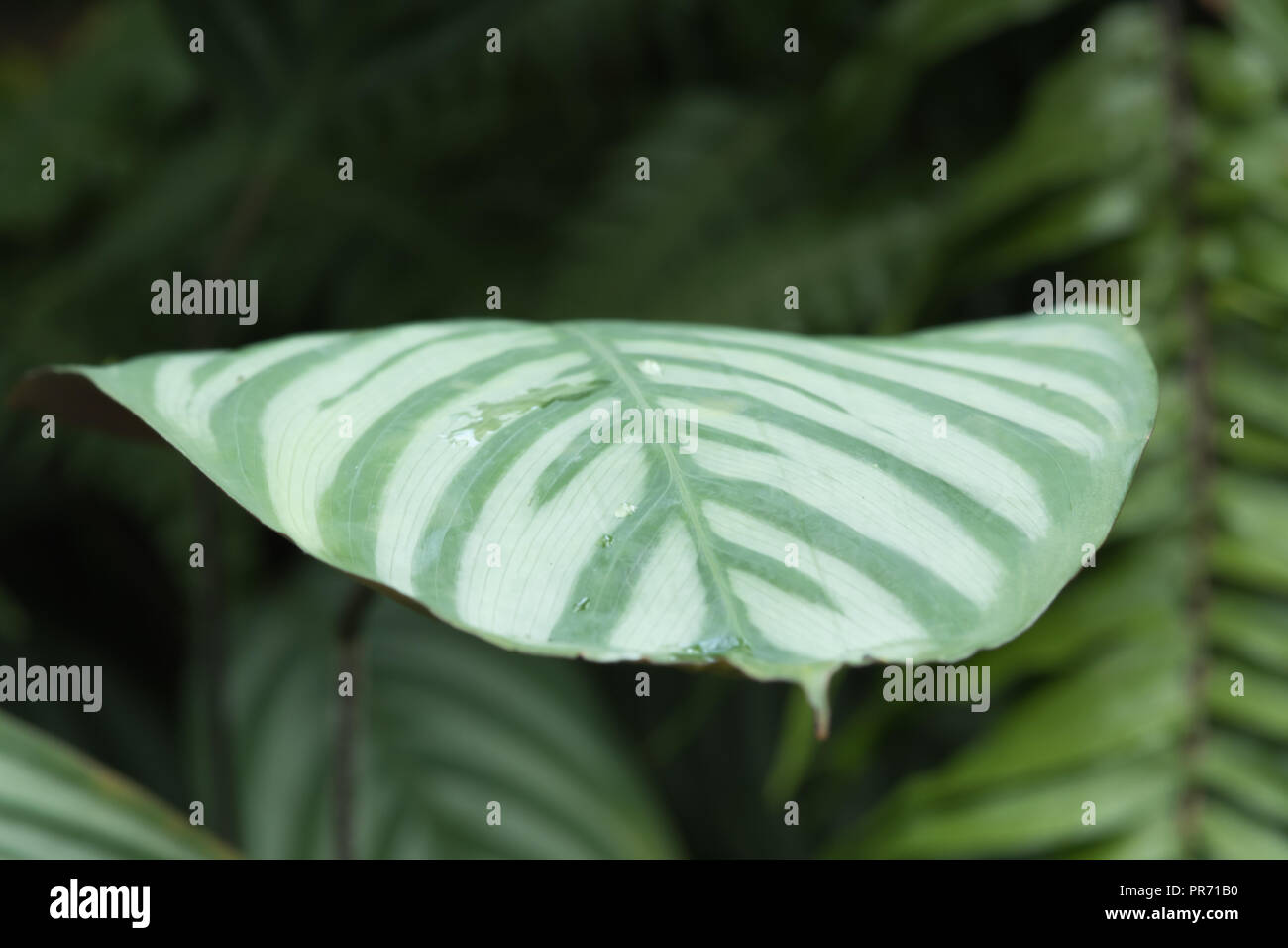 Single leaf of the Calathea Bella plant Stock Photo - Alamy