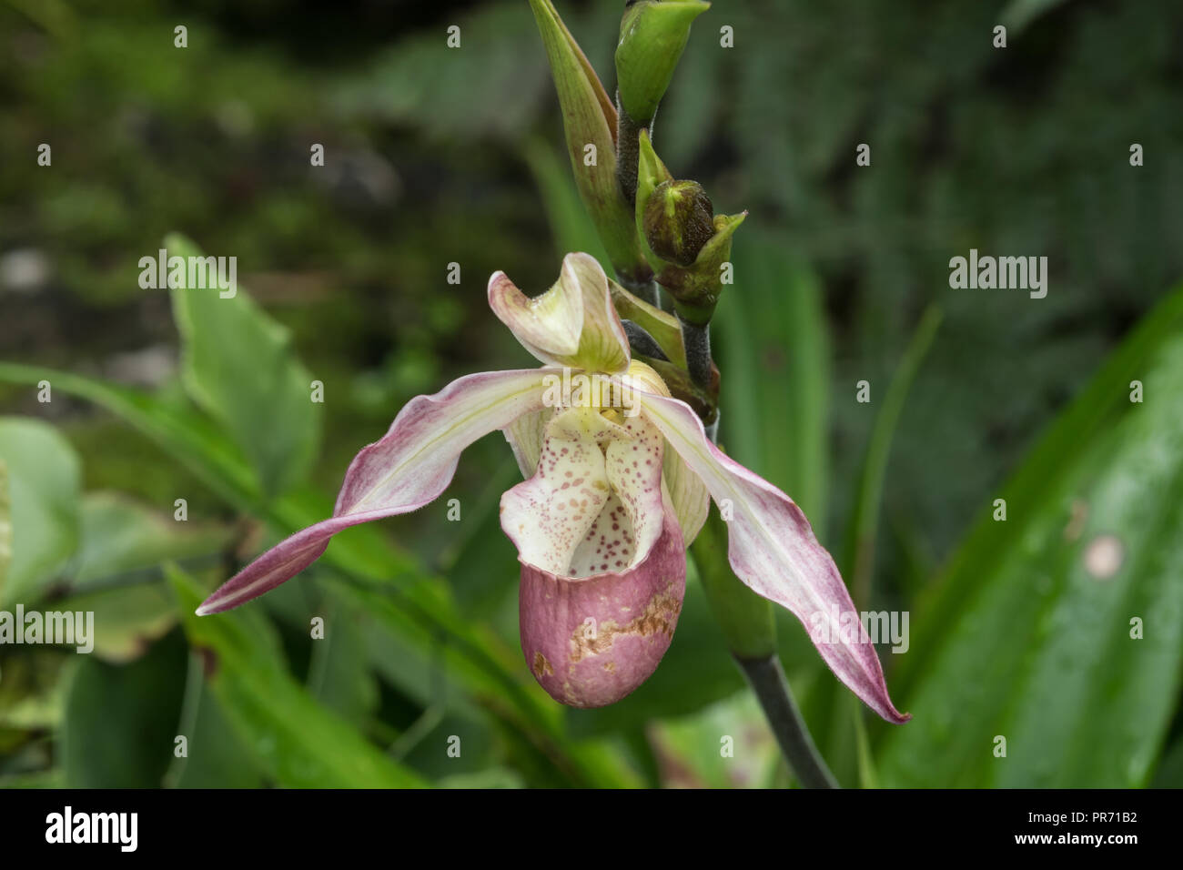 Beautiful white and pink orchid showing its bilateral symmetry Stock ...