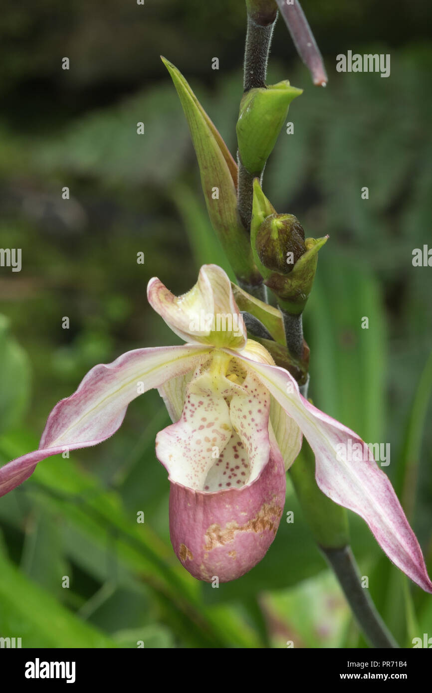 Bilateral symmetry hi-res stock photography and images - Alamy