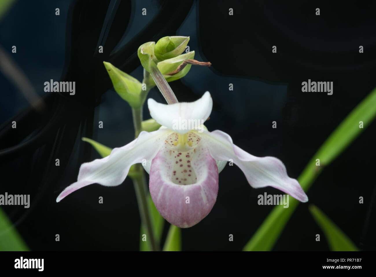 Bilateral symmetry hi-res stock photography and images - Alamy