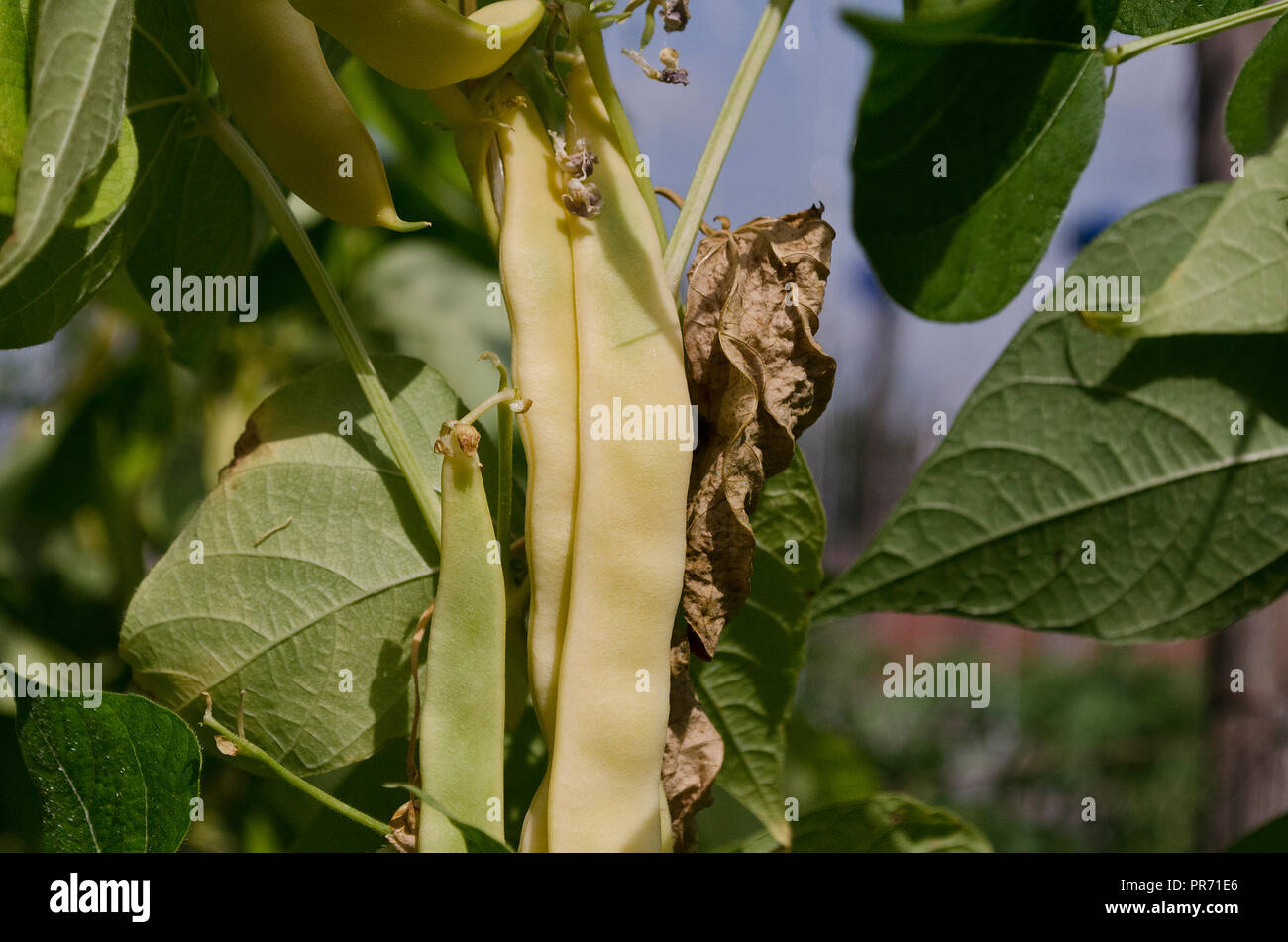 Grow sweet pea hi-res stock photography and images - Alamy