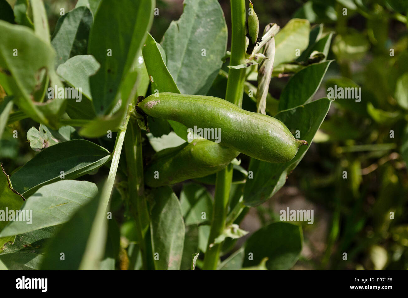Broad bean growing on vegetable bed in the summer Stock Photo - Alamy