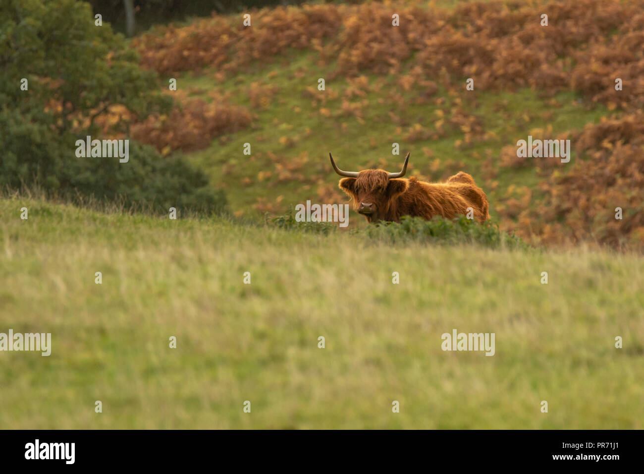 Scottish highland cow bull in field, Scotland UK Stock Photo - Alamy