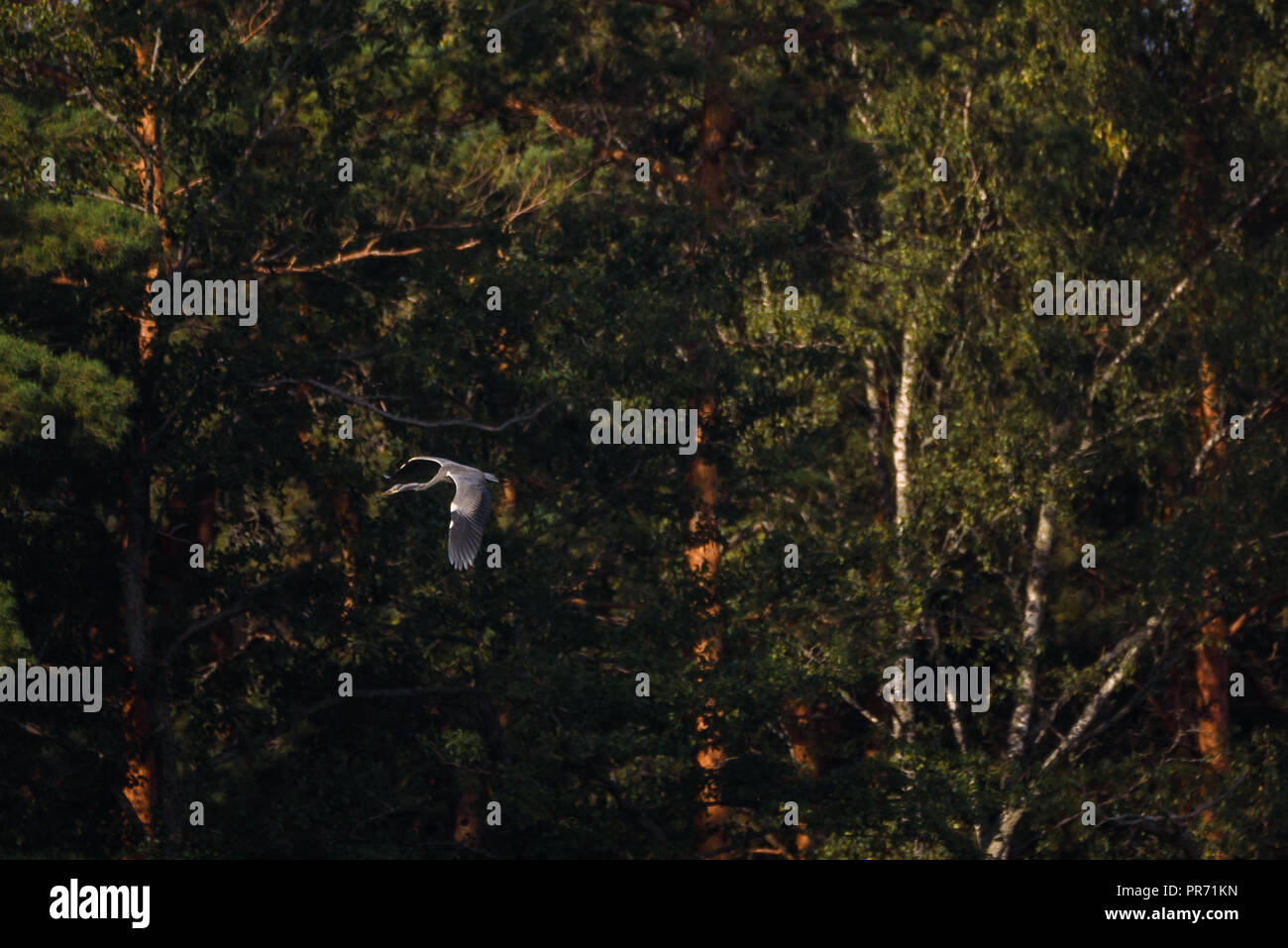 Flying over young pine forest hi-res stock photography and images - Alamy