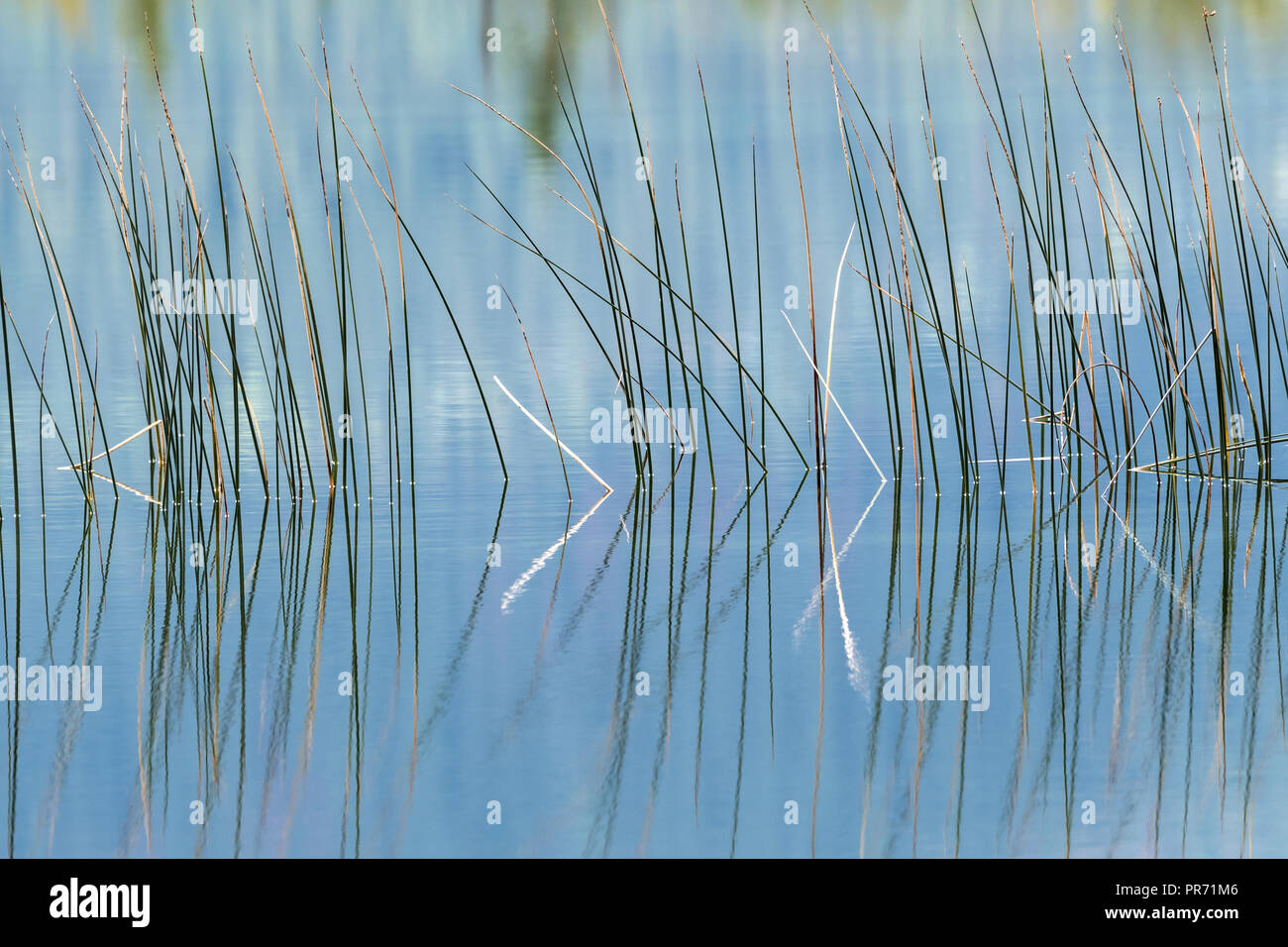 Talbot lake. Banff NP, Canada Stock Photo - Alamy
