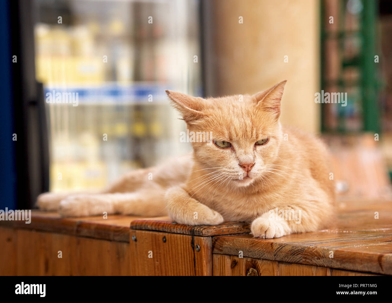Maltese cat hi-res stock photography and images - Alamy