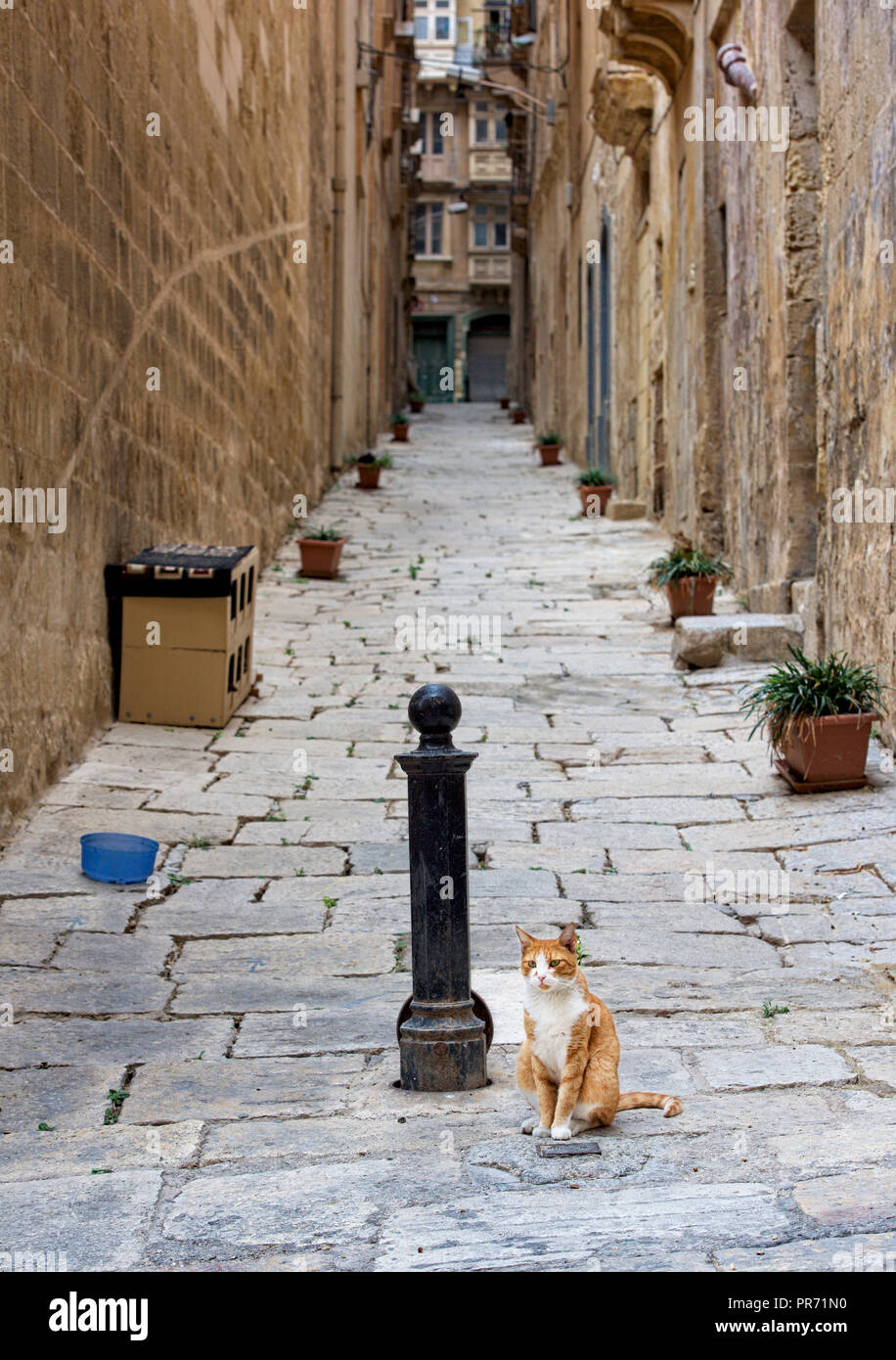 Brown yellow cat in the street. Cat in Valletta. Maltese cat. One cat ...
