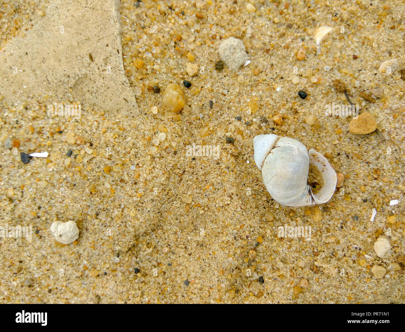 River snail hi-res stock photography and images - Alamy