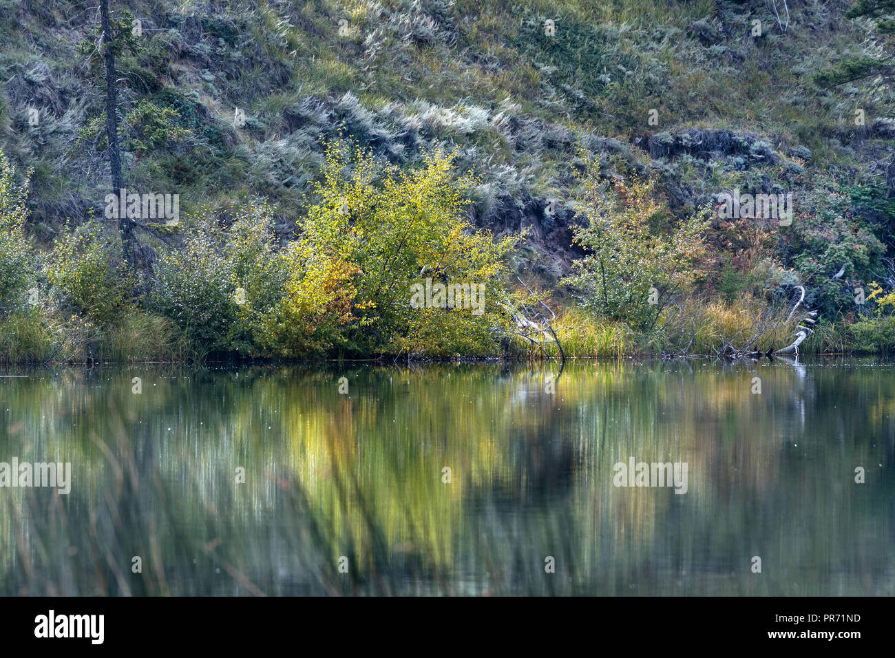 Talbot lake. Banff NP, Canada Stock Photo - Alamy