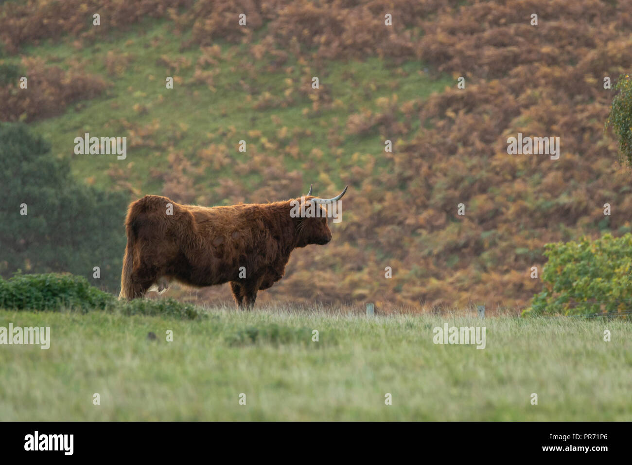 Scottish highland cow bull in field, Scotland UK Stock Photo - Alamy