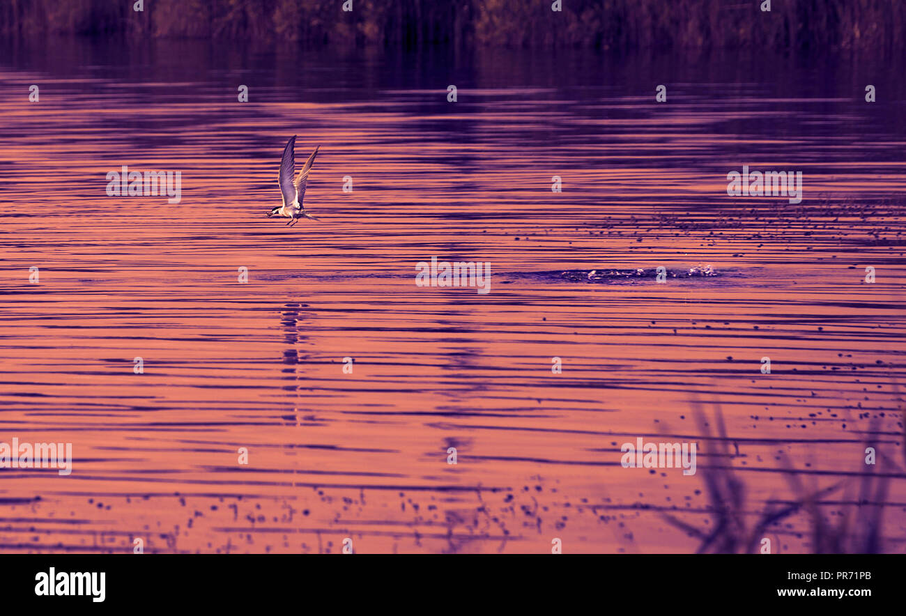 Seagull landing on water hi-res stock photography and images - Alamy