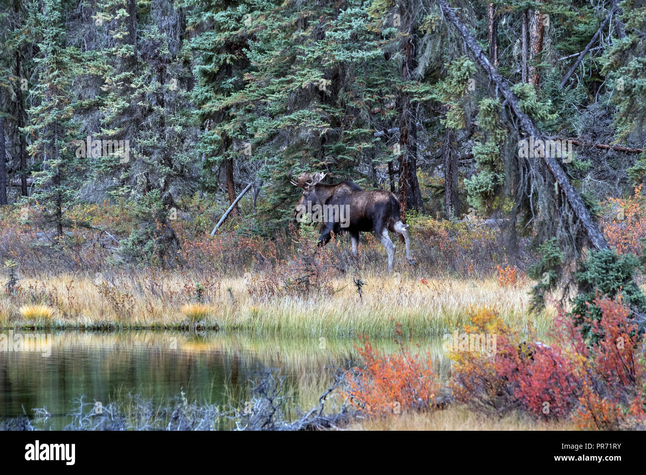 Moose elk canada hi-res stock photography and images - Alamy