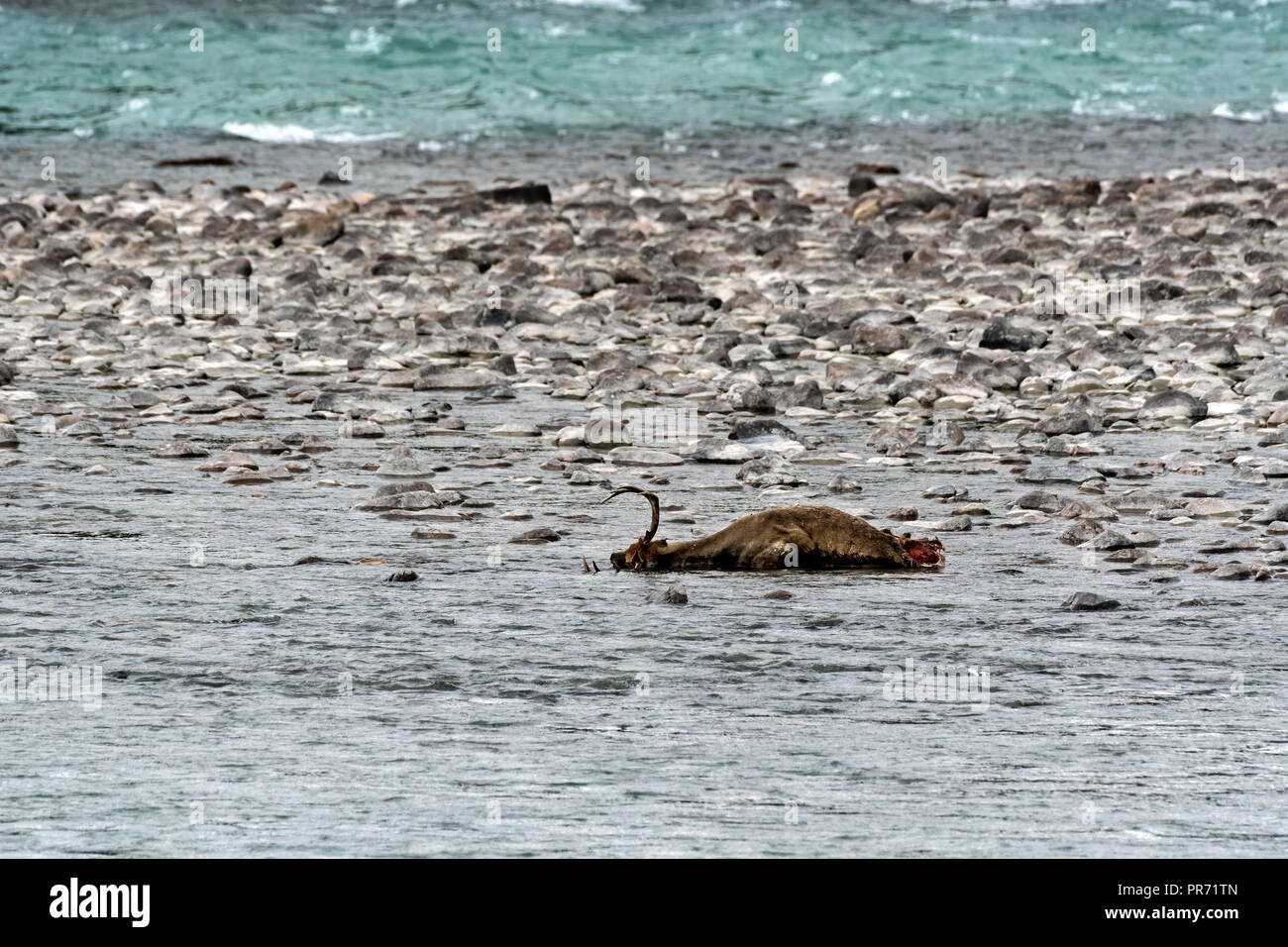 Death in the river hi-res stock photography and images - Alamy