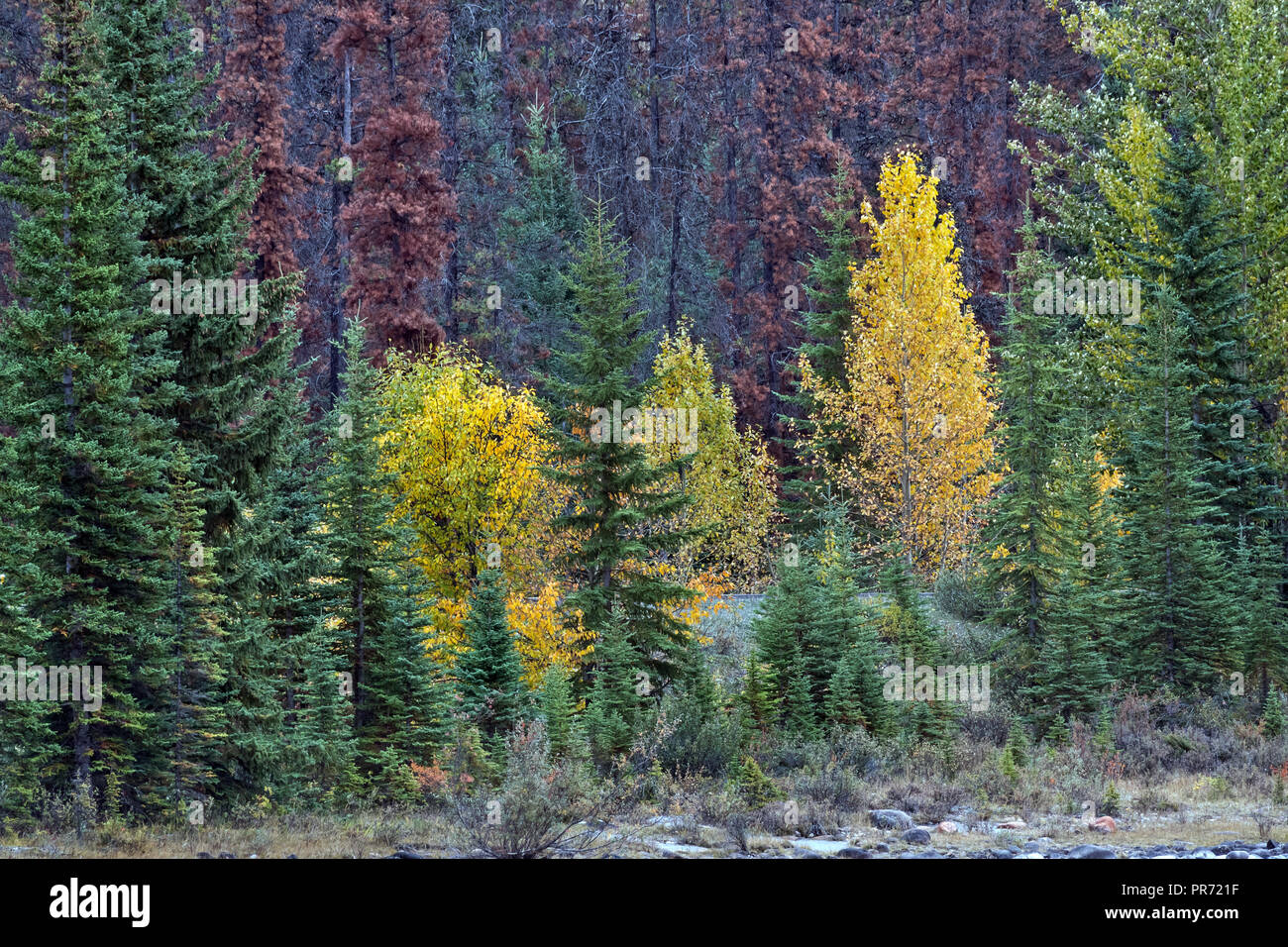 Jasper wood hi-res stock photography and images - Alamy
