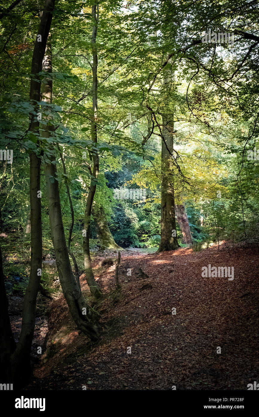 Autumnal scenes in Judy Woods, Wyke, Bradford, West Yorkshire, England ...